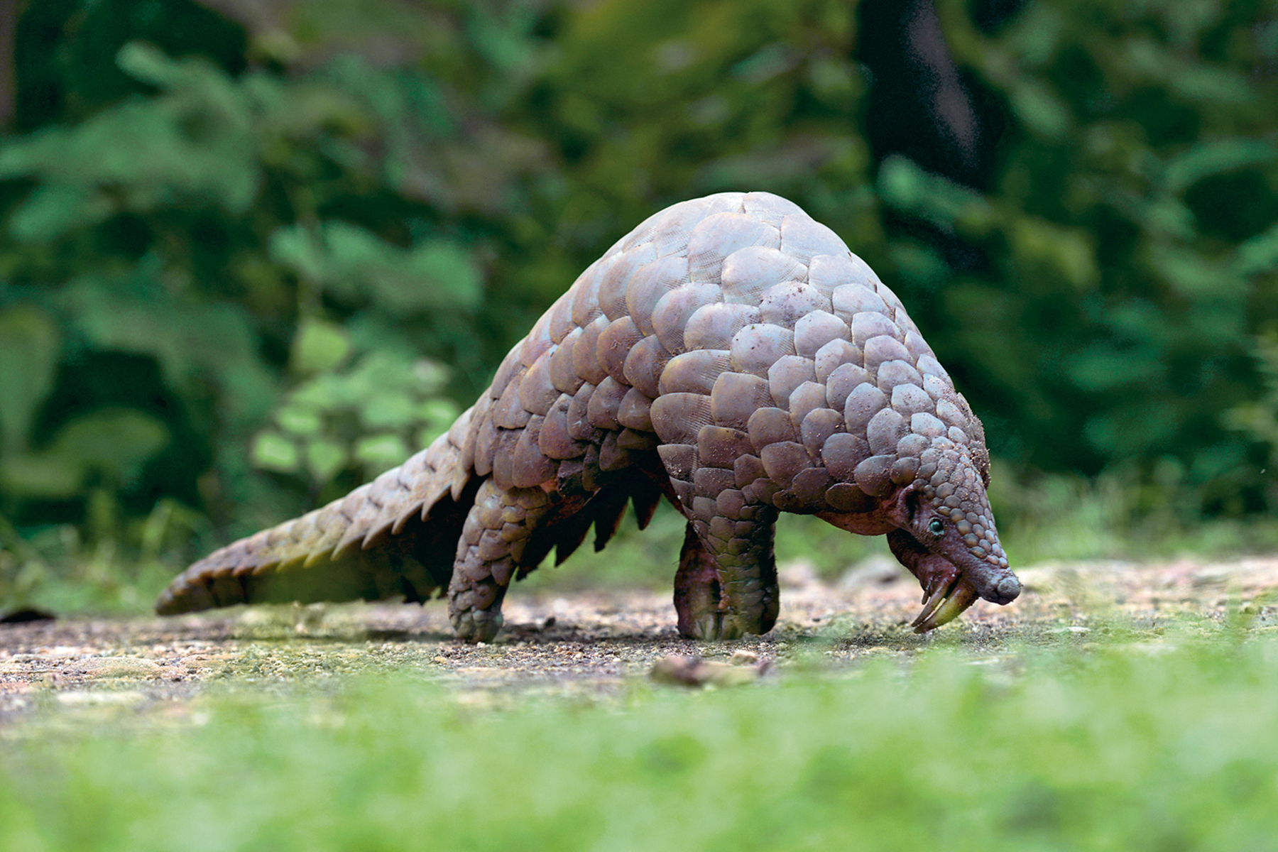 What to See at These 33 Wildlife Sanctuaries in India - Abirpothi