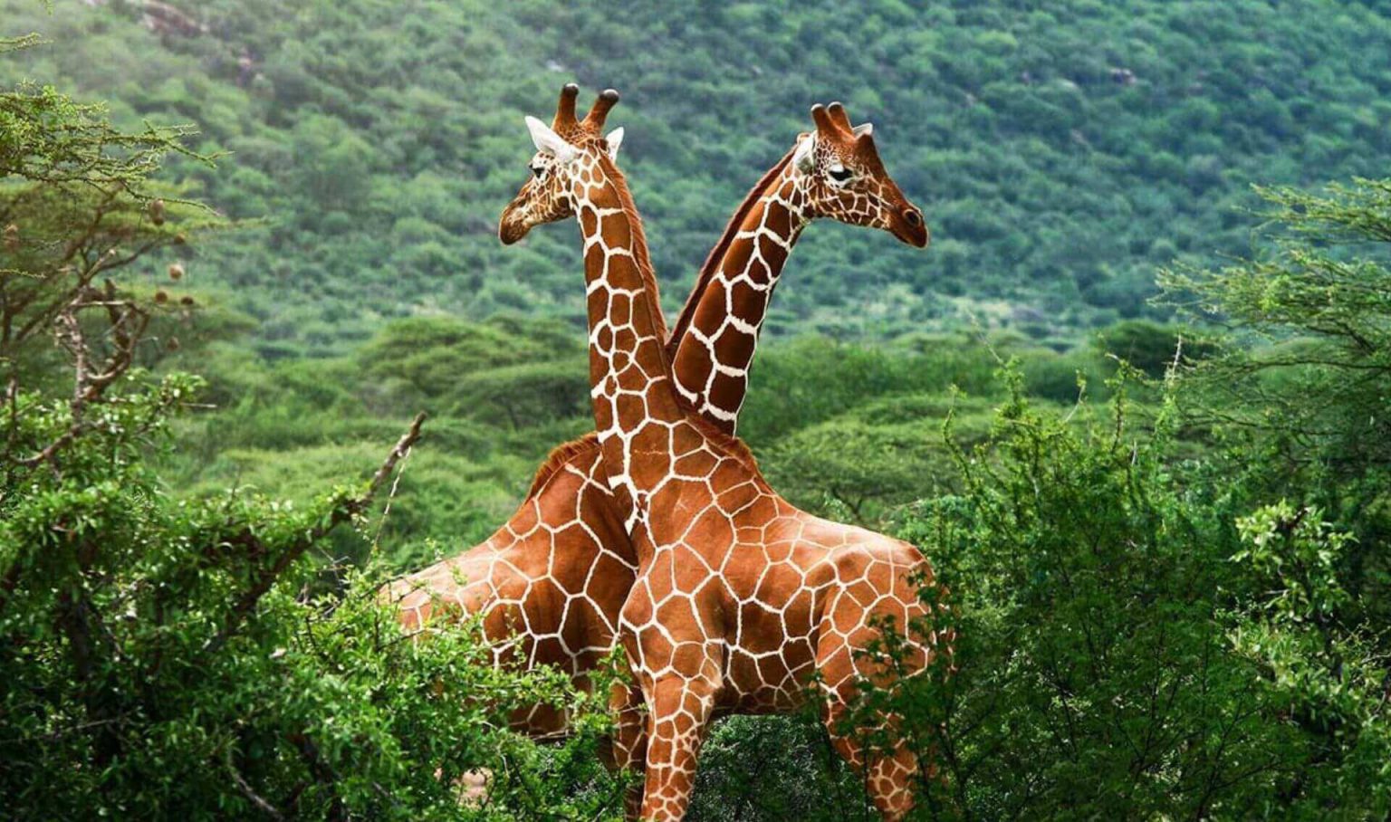 What to See at These 33 Wildlife Sanctuaries in India - Abirpothi